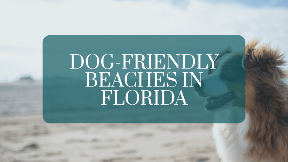 Planning a Trip With Your Pup? Visit These Dog Friendly Beaches in ...